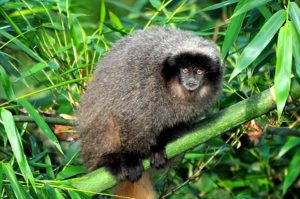 Macaco Guigó: Características, Habitat, Nome Científico E Fotos | Mundo ...
