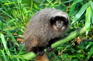 Macaco Guigó: Características, Habitat, Nome Científico E Fotos | Mundo ...
