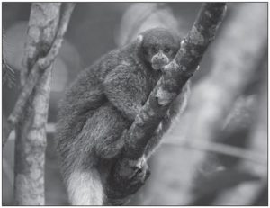 Macaco Guigó: Características, Habitat, Nome Científico E Fotos | Mundo ...