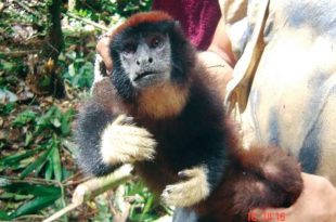Macaco Guigó: Características, Habitat, Nome Científico E Fotos | Mundo ...