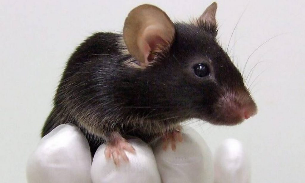 Tudo Sobre o Rato: Características, Nome Cientifico e Fotos – Mundo ...