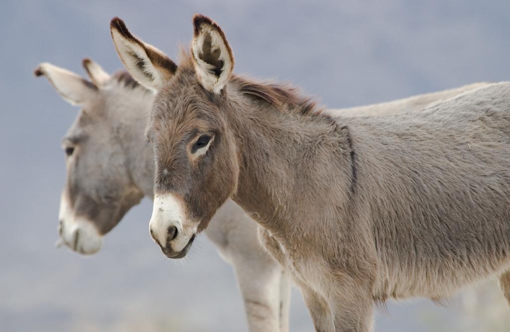 Reprodução do Burro: Filhotes e Período de Gestação | Mundo Ecologia