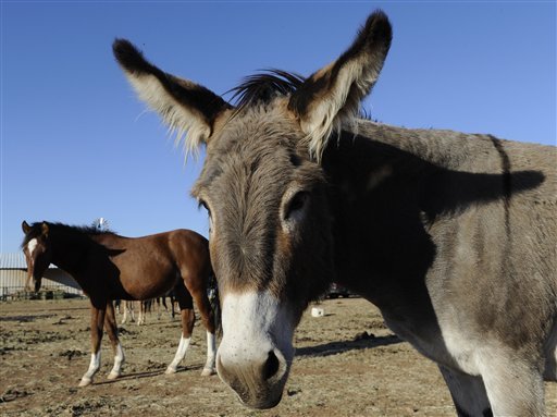 Reprodução do Burro: Filhotes e Período de Gestação | Mundo Ecologia