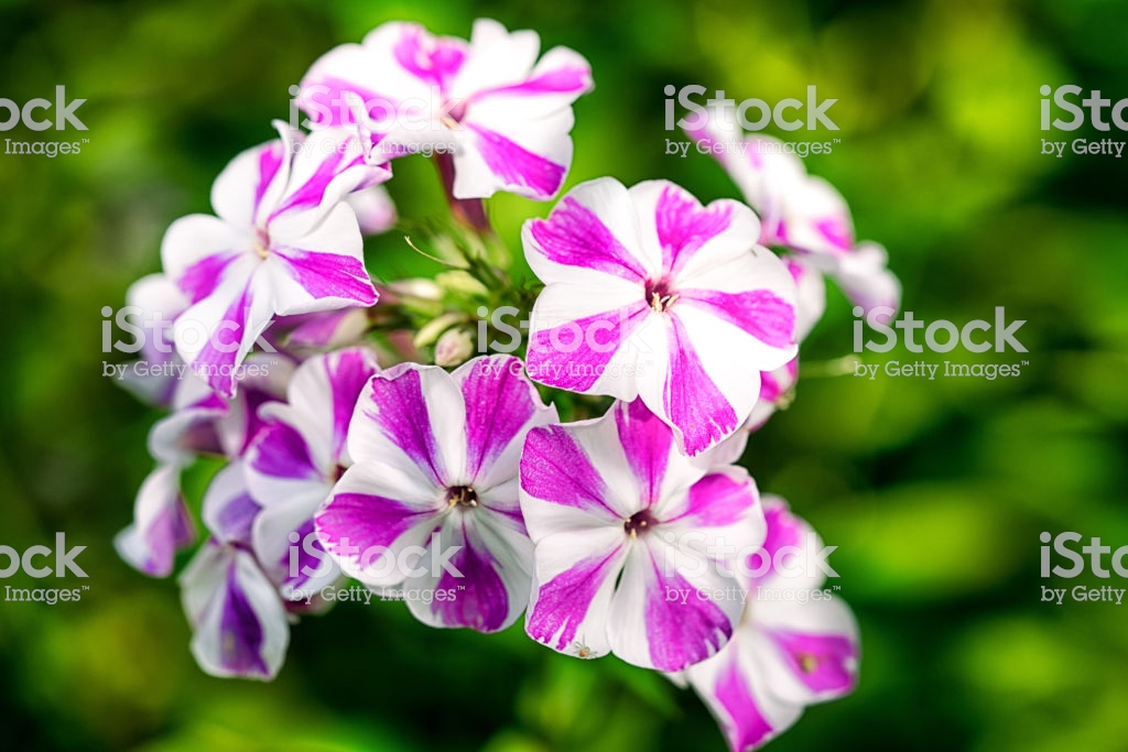 Flor Flox Como Cuidar, Plantar, Fazer Mudas e Podar | Mundo Ecologia