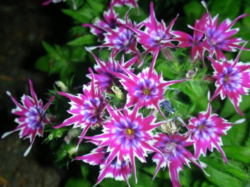 Flor Flox Como Cuidar, Plantar, Fazer Mudas e Podar | Mundo Ecologia