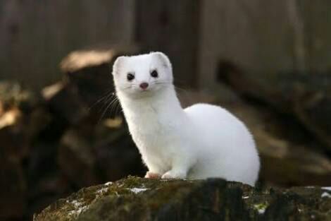 Comportamento da Fuinha, Hábitos e Modo de Vida do Animal – Mundo Ecologia