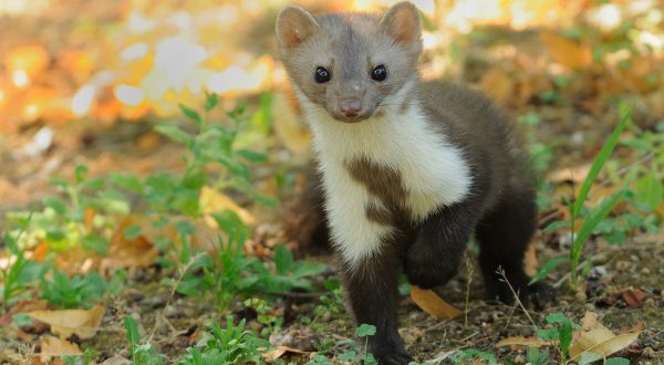Comportamento da Fuinha, Hábitos e Modo de Vida do Animal | Mundo Ecologia