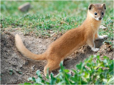 Comportamento da Fuinha, Hábitos e Modo de Vida do Animal – Mundo Ecologia