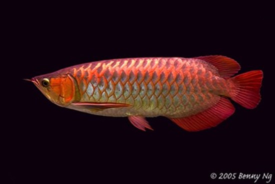 Aruanã – Peixe Ornamental: Quais São os Tipos Ornamentais? – Mundo Ecologia