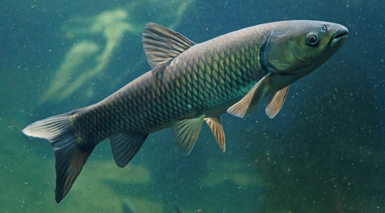 Lista De Tipos De Carpas: Espécies Com Nome E Fotos – Mundo Ecologia