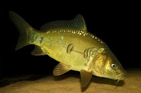 Carpa Prateada: Características, Nome Cientifico, Habitat E Fotos ...