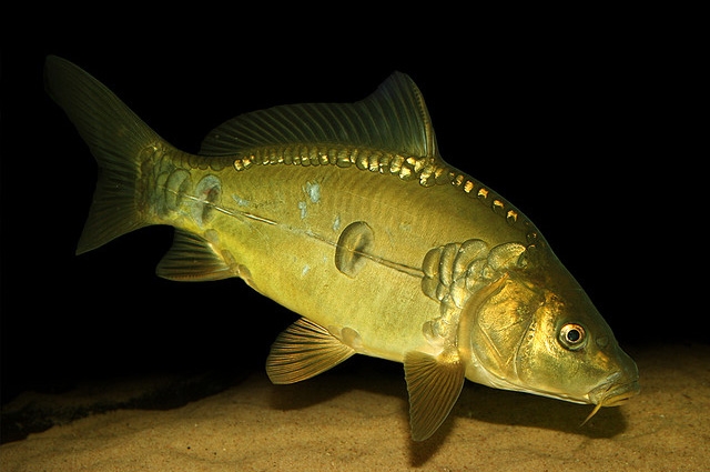 Carpa-Capim: Características, Nome Científico, Habitat e Fotos | Mundo ...
