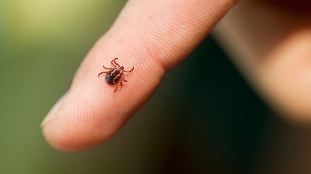 Carrapato Pólvora: o Que É? Qual o Seu Tamanho? Onde Vive? | Mundo Ecologia