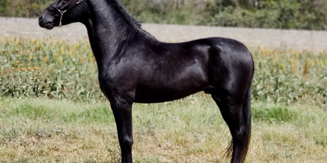 O Que é um Cavalo Corcel? Onde Surgiu? Por que Chama Assim? | Mundo ...