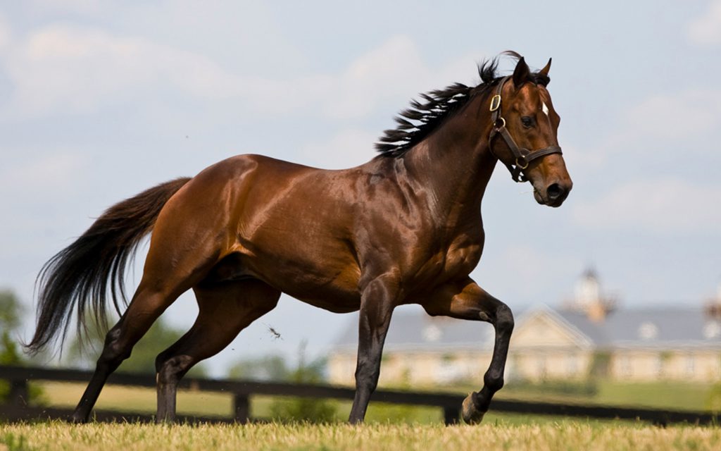 Comportamento do Cavalo, Hábitos e Modo de Vida do Animal | Mundo Ecologia