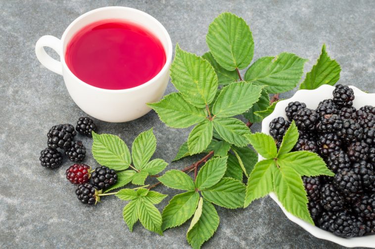 Como Tomar Chá de Amora Para Menopausa? | Mundo Ecologia