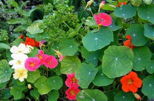 Qual Flor Significa Força? | Mundo Ecologia