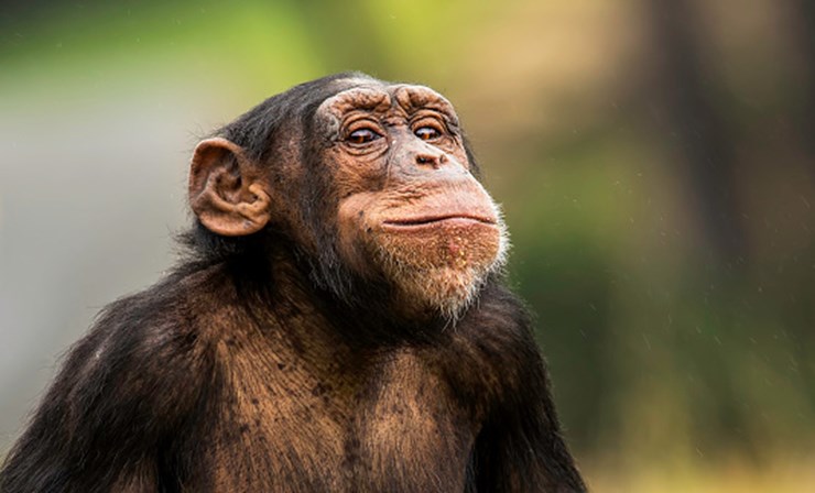 Tudo Sobre O Chimpanzé: Características, Nome Científico E Fotos ...