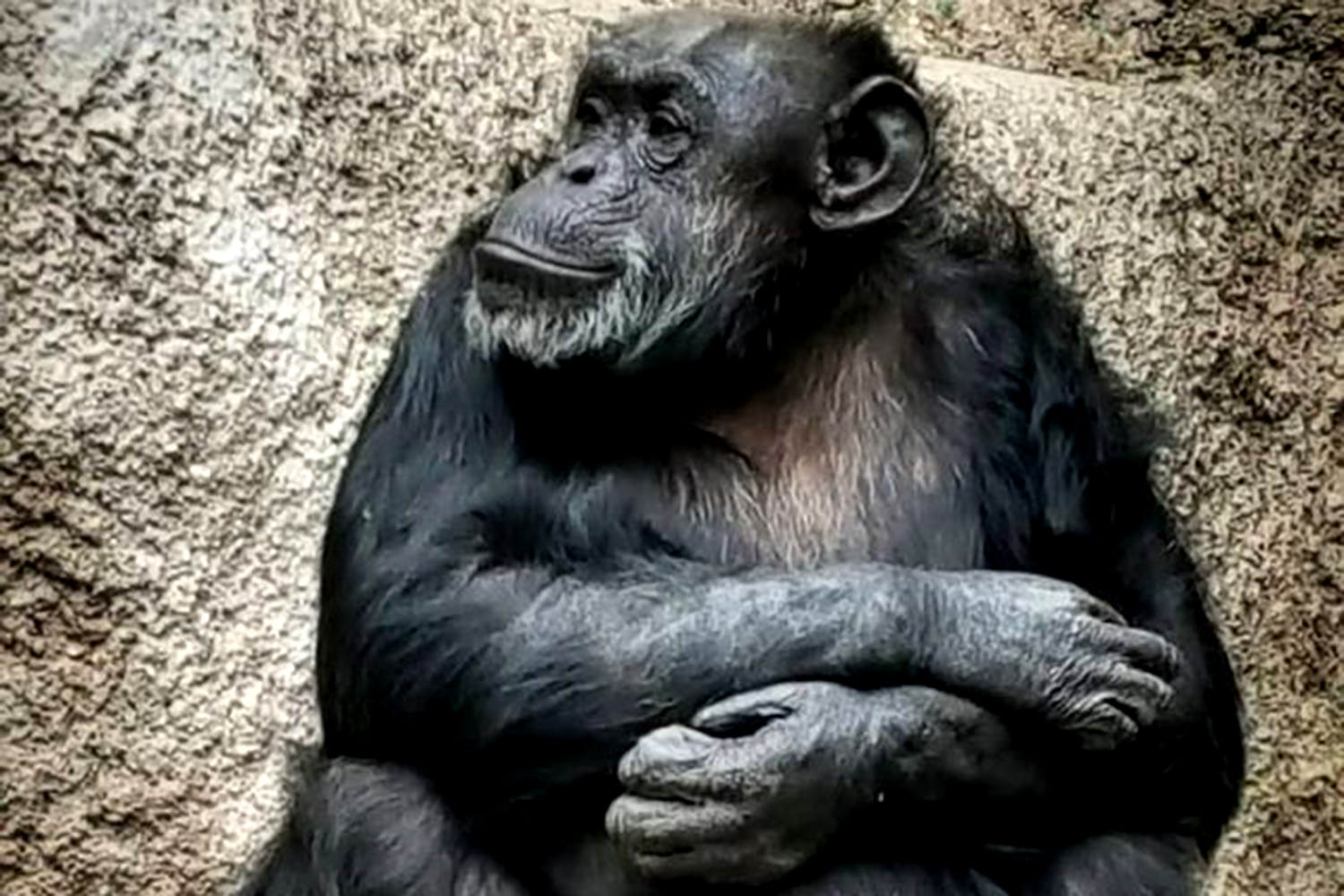 Tudo Sobre O Chimpanzé: Características, Nome Científico E Fotos ...