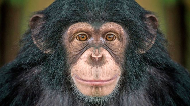 Qual é a Força de um Chimpanzé? É Mais Forte que Humano? | Mundo Ecologia