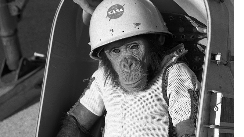 Tudo Sobre O Chimpanzé: Características, Nome Científico E Fotos ...