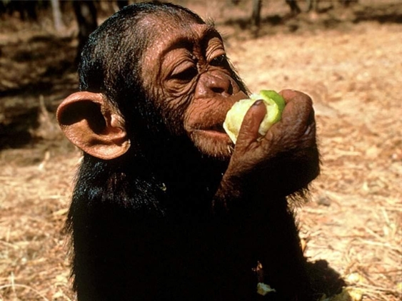 Chimpanzé: Filo, Reino, Ordem, Classe, Família e Domínio – Mundo Ecologia