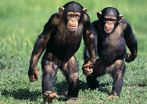 Tudo Sobre O Chimpanzé: Características, Nome Científico E Fotos ...