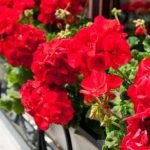 Gerânio Pendente: Como Cultivar, Características e Fotos | Mundo Ecologia