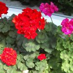 Gerânio Pendente: Como Cultivar, Características e Fotos | Mundo Ecologia