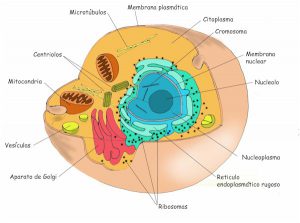 Qual é a Função dos Microtúbulos e dos Microfilamentos? | Mundo Ecologia