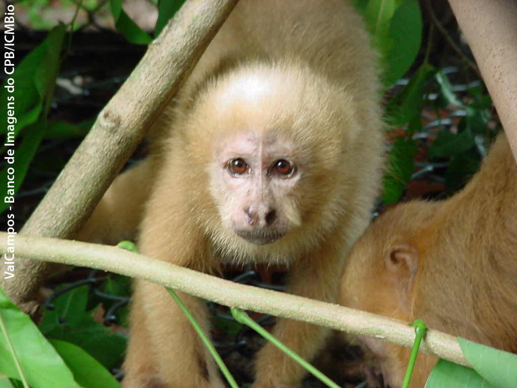Macaco Guigó: Características, Habitat, Nome Científico E Fotos | Mundo ...