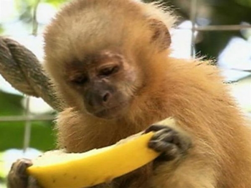 Macaco Guigó: Características, Habitat, Nome Científico E Fotos | Mundo ...