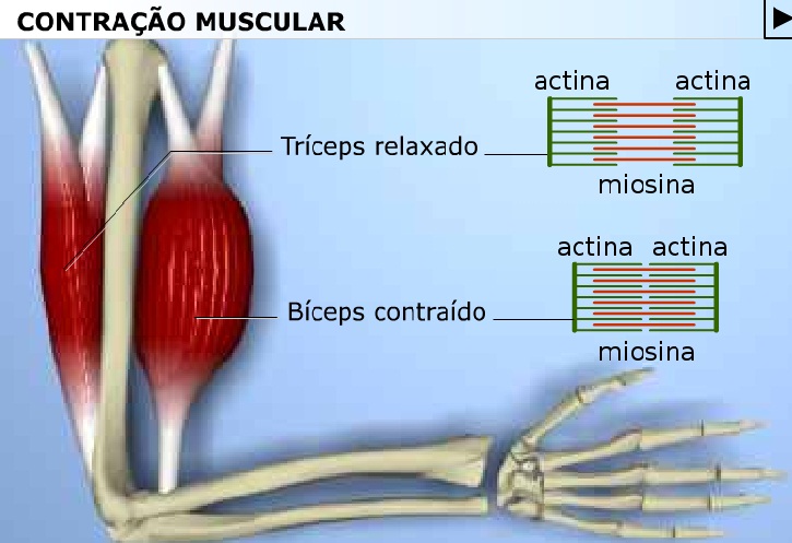 Qual a Função dos Filamentos de Actina e Miosina? | Mundo Ecologia