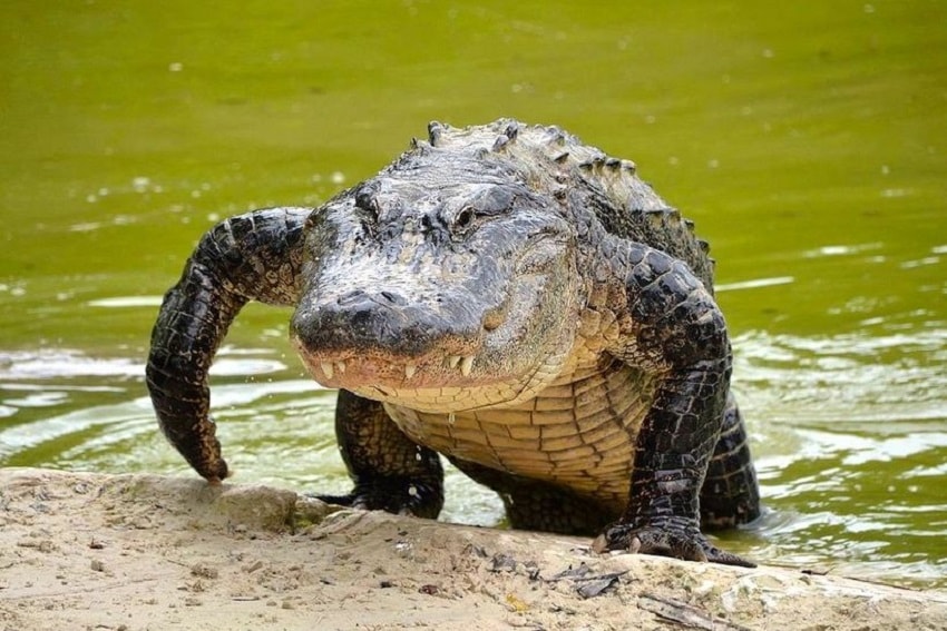 Lista De Tipos De Crocodilo: Espécies Com Nome E Fotos | Mundo Ecologia