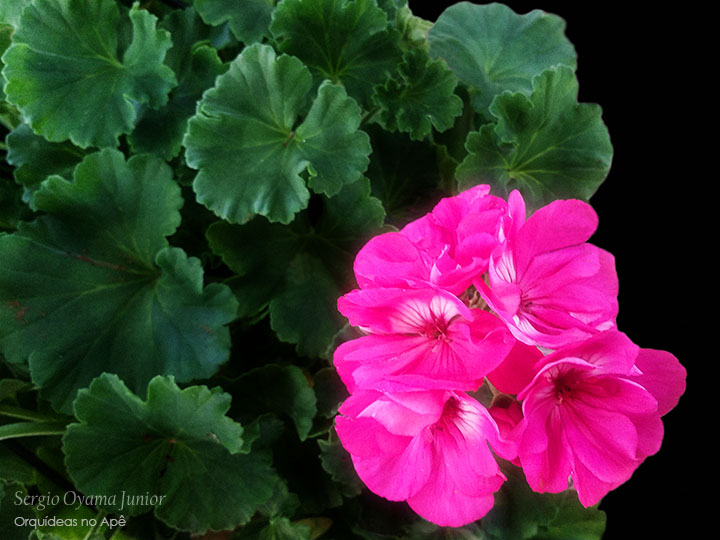 Como Cuidar da Flor Gerânio, Fazer Mudas e Podar – Mundo Ecologia
