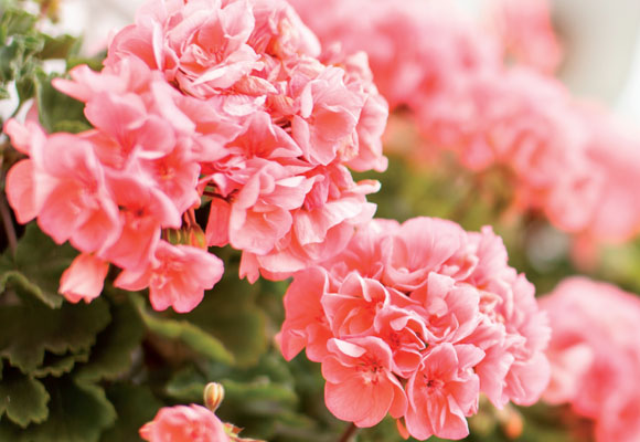 Como Cuidar da Flor Gerânio, Fazer Mudas e Podar – Mundo Ecologia