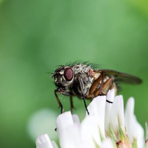 Quanto Tempo Demora Para Nascer Uma Larva de Mosca? – Mundo Ecologia