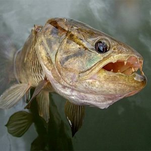 Carpa-Capim: Características, Nome Científico, Habitat e Fotos | Mundo ...