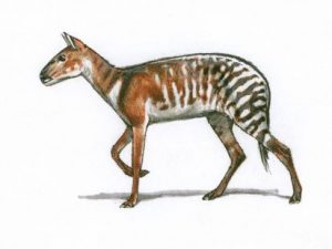 Hyracotherium: Características, Curiosidades, Habitat e Fotos | Mundo ...