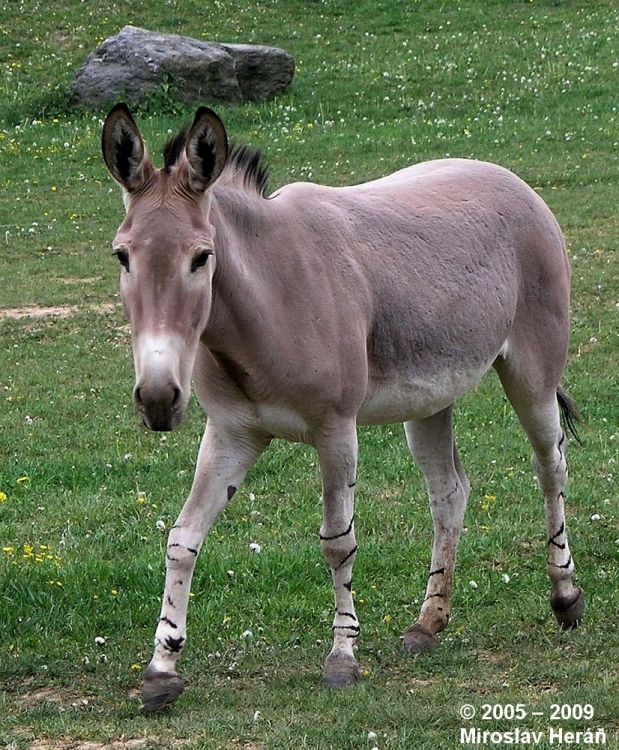 Quais São os Predadores do Burro e Seus Inimigos Naturais? – Mundo Ecologia