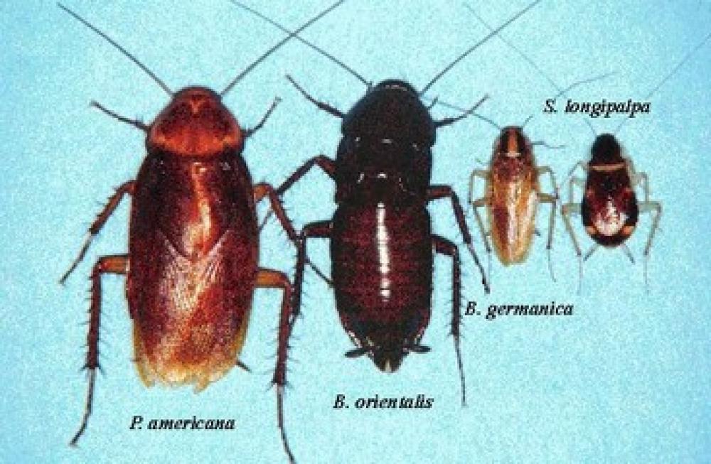 Como Atrair uma Barata Para Matar? Passo a Passo | Mundo Ecologia