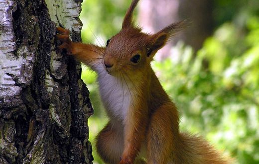 Habitat do Esquilo: Onde Eles vivem? Como Comprar Esquilo? | Mundo Ecologia