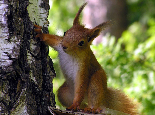 Habitat do Esquilo: Onde Eles vivem? Como Comprar Esquilo? | Mundo Ecologia
