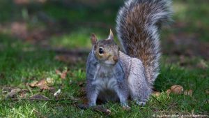Tudo Sobre o Esquilo: Características e Fotos | Mundo Ecologia