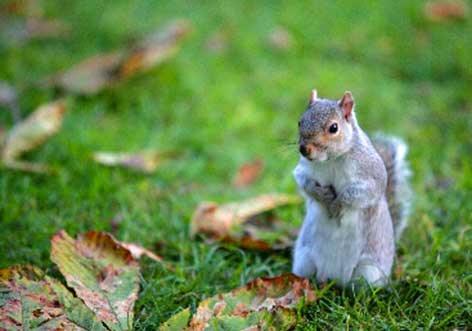 Tudo Sobre o Esquilo: Características e Fotos | Mundo Ecologia
