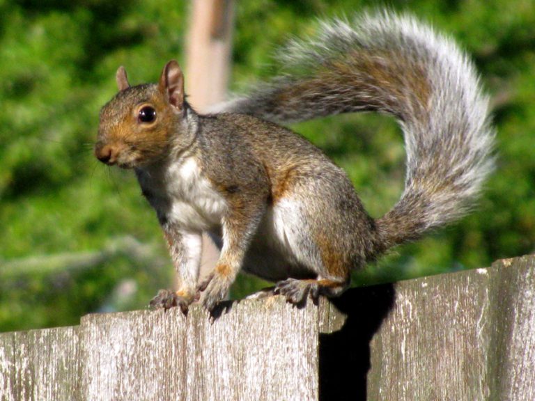 Tudo Sobre o Esquilo: Características e Fotos | Mundo Ecologia