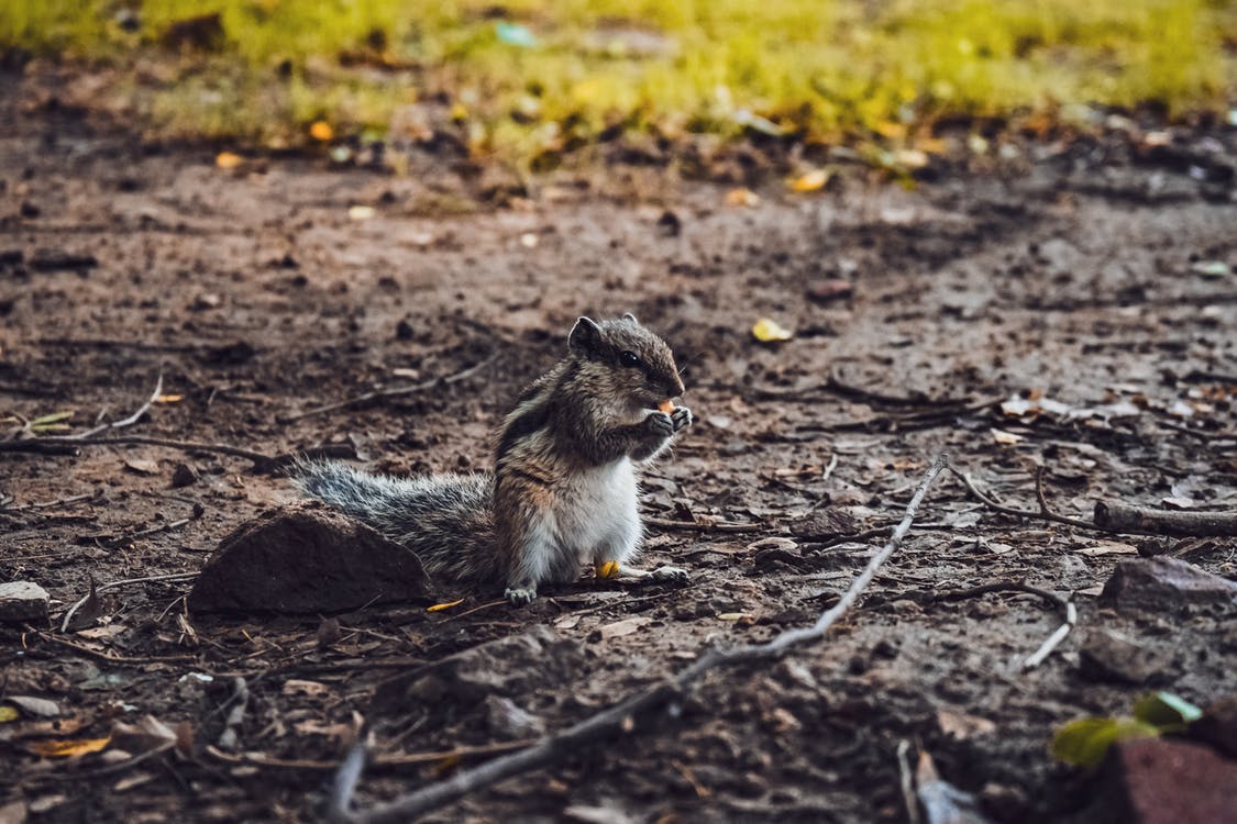 Tudo Sobre o Esquilo: Características e Fotos | Mundo Ecologia