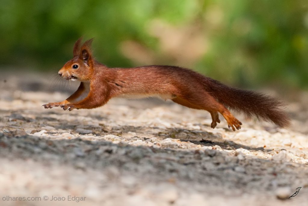 Tudo Sobre o Esquilo: Características e Fotos | Mundo Ecologia
