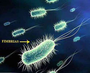 Qual a Função dos Flagelos e das Fimbrias? | Mundo Ecologia