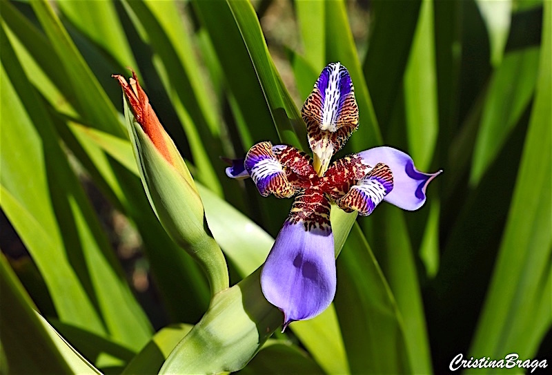 Flor Falsa Íris: Curiosidades e Fatos Interessantes Sobre a Planta ...